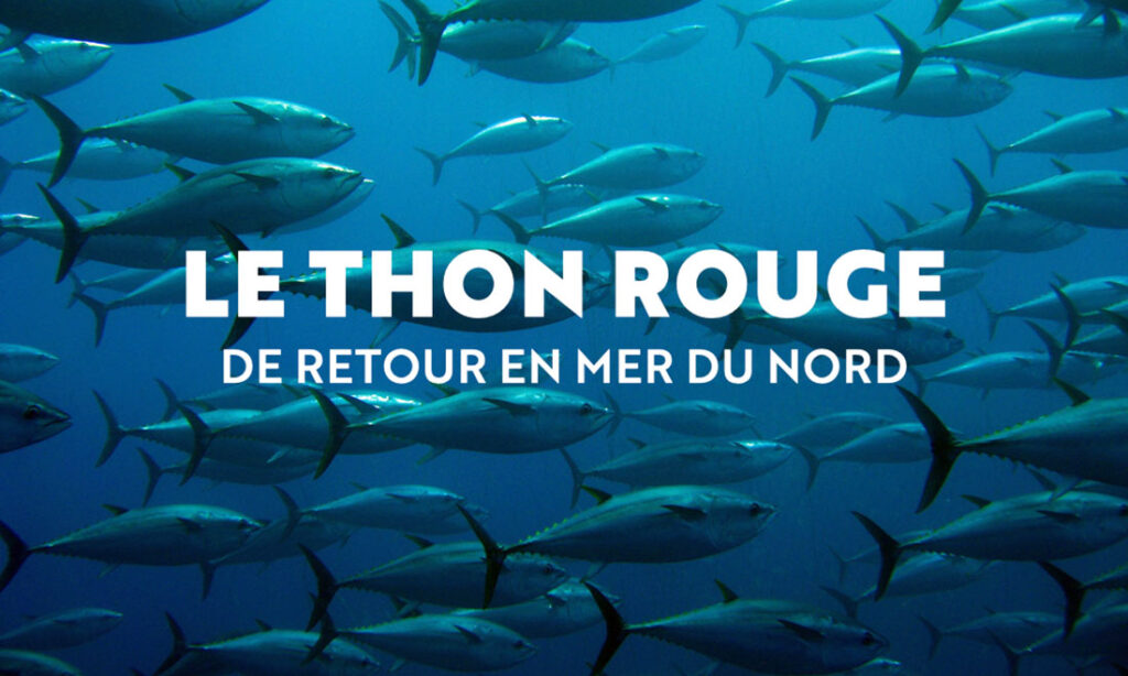 Le thons rouge, de retour en mer du Nord ? - Pompon Rouge