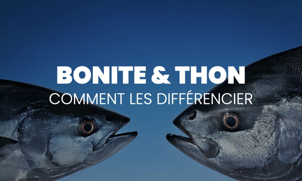 Différences entre bonite et thon : tout ce qu’il faut savoir - Pompon Rouge